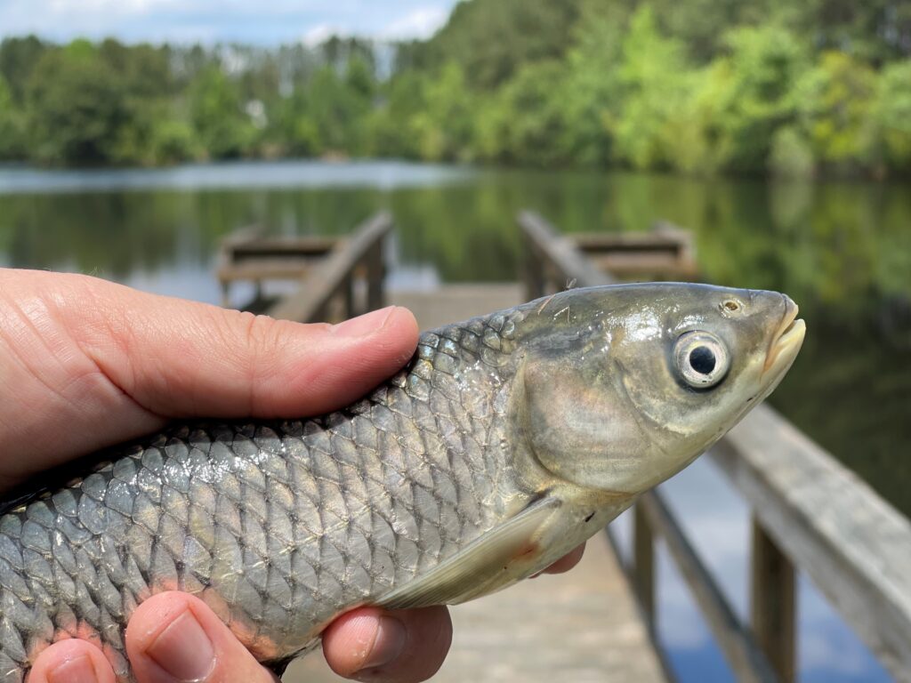 Pond Fish Stocking and More