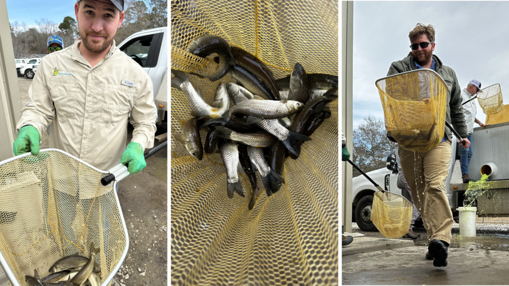 Pond Fish Stocking and More